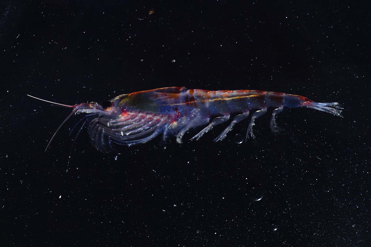 The secret life of Antarctic krill / Rodolfo Werner