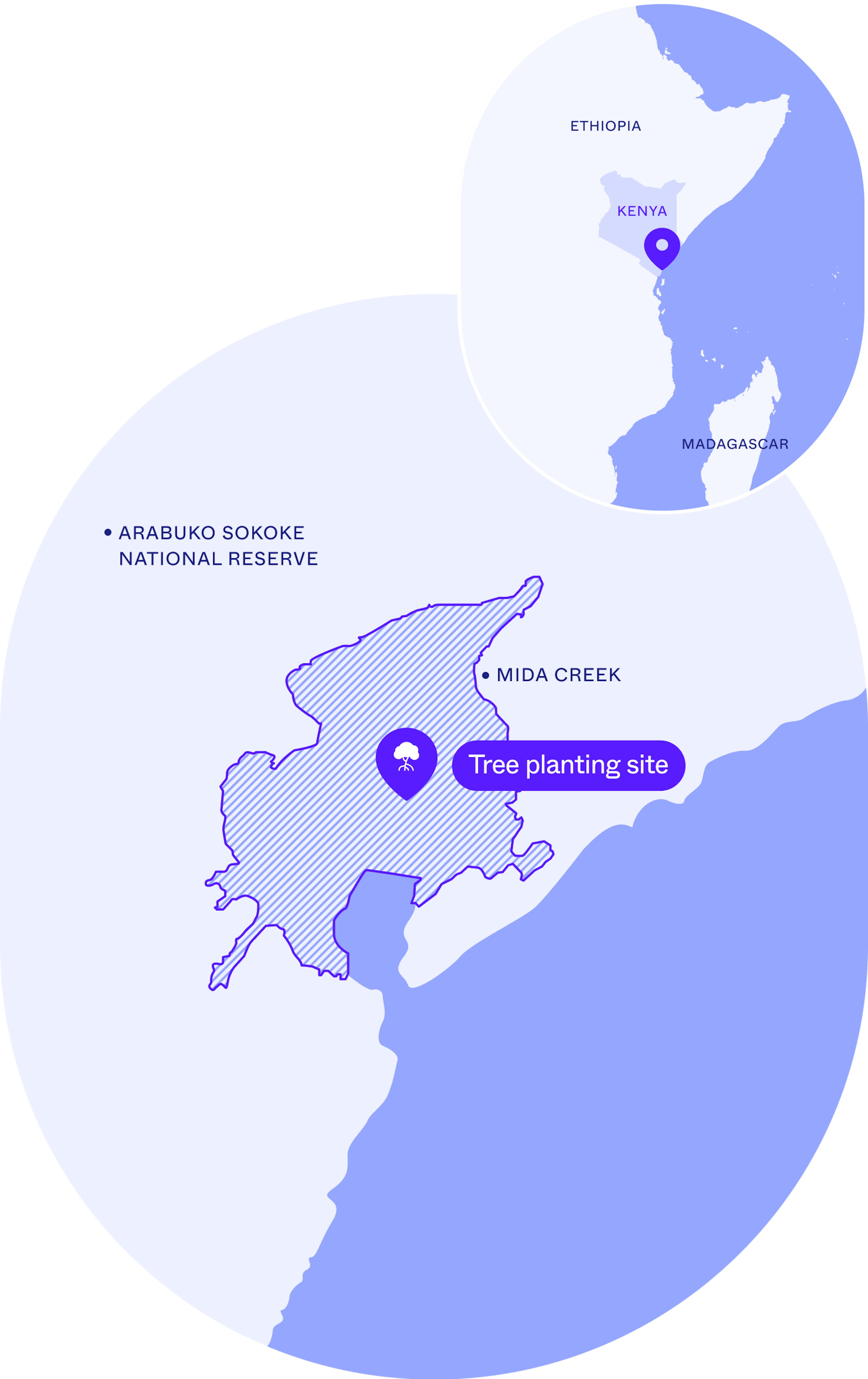 Planting superpowered ocean trees in Mida Creek, Kenya