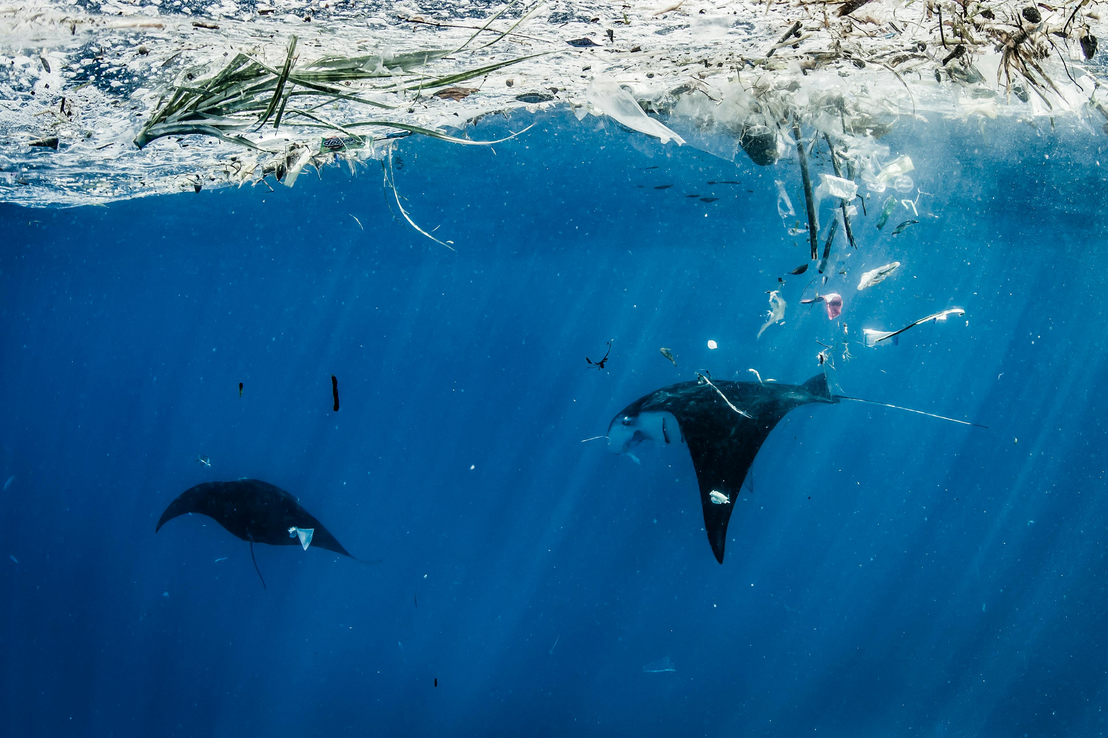 Sign the petition to support the High Seas Treaty