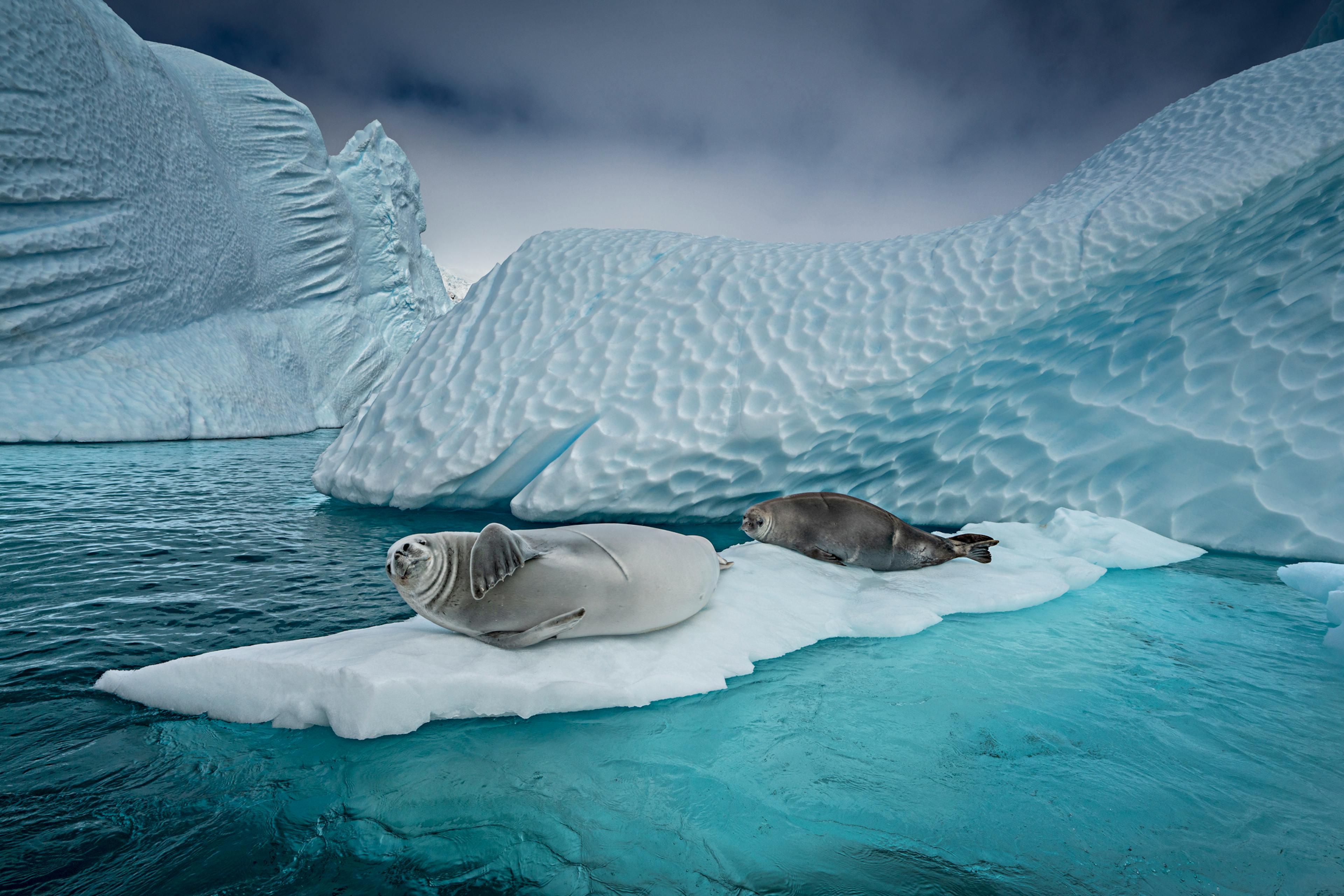 Protect Antarctica to Secure the Largest Act of Ocean Protection in History