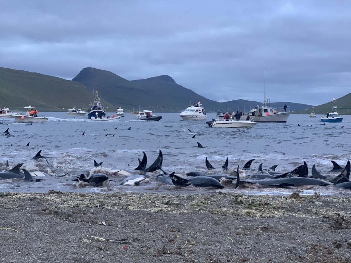 Stop the Cruel Dolphin Hunt in the Faroe Islands