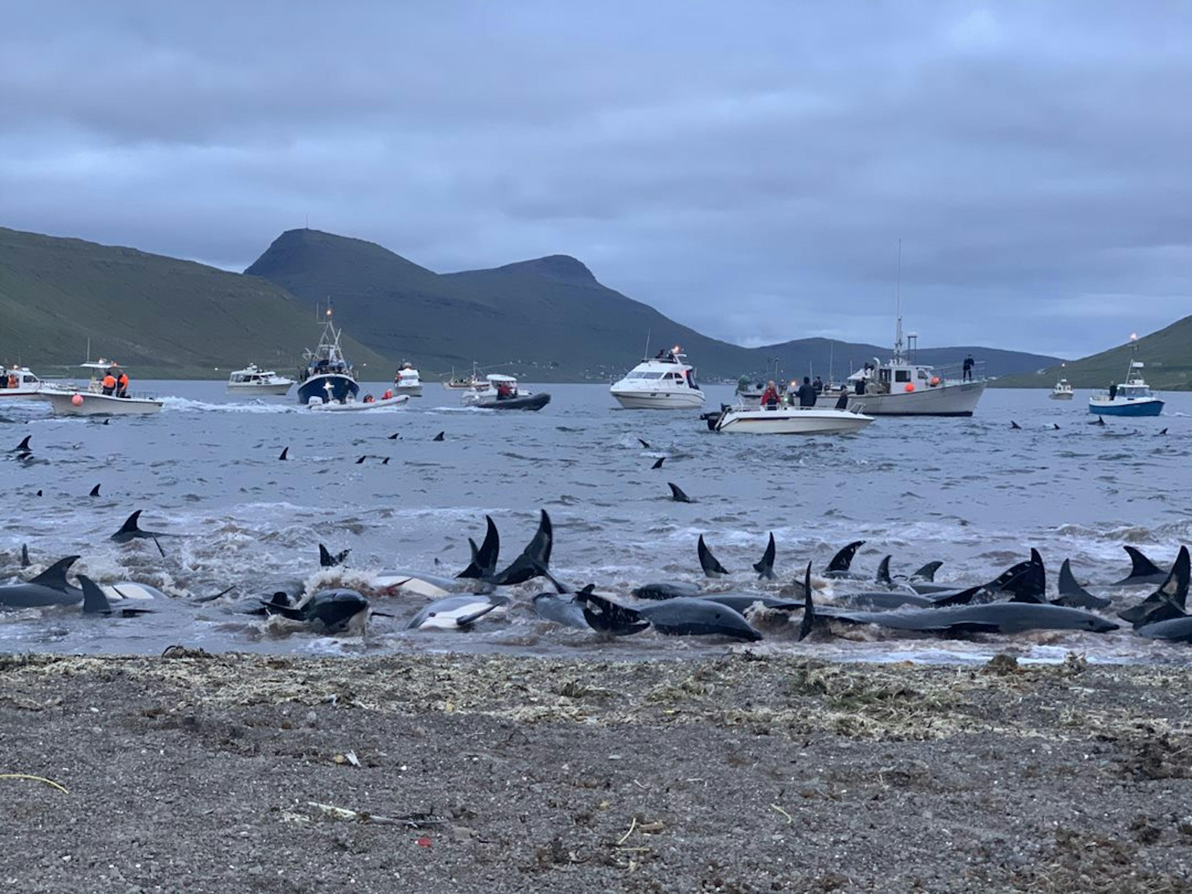 Stop the Cruel Dolphin Hunt in the Faroe Islands