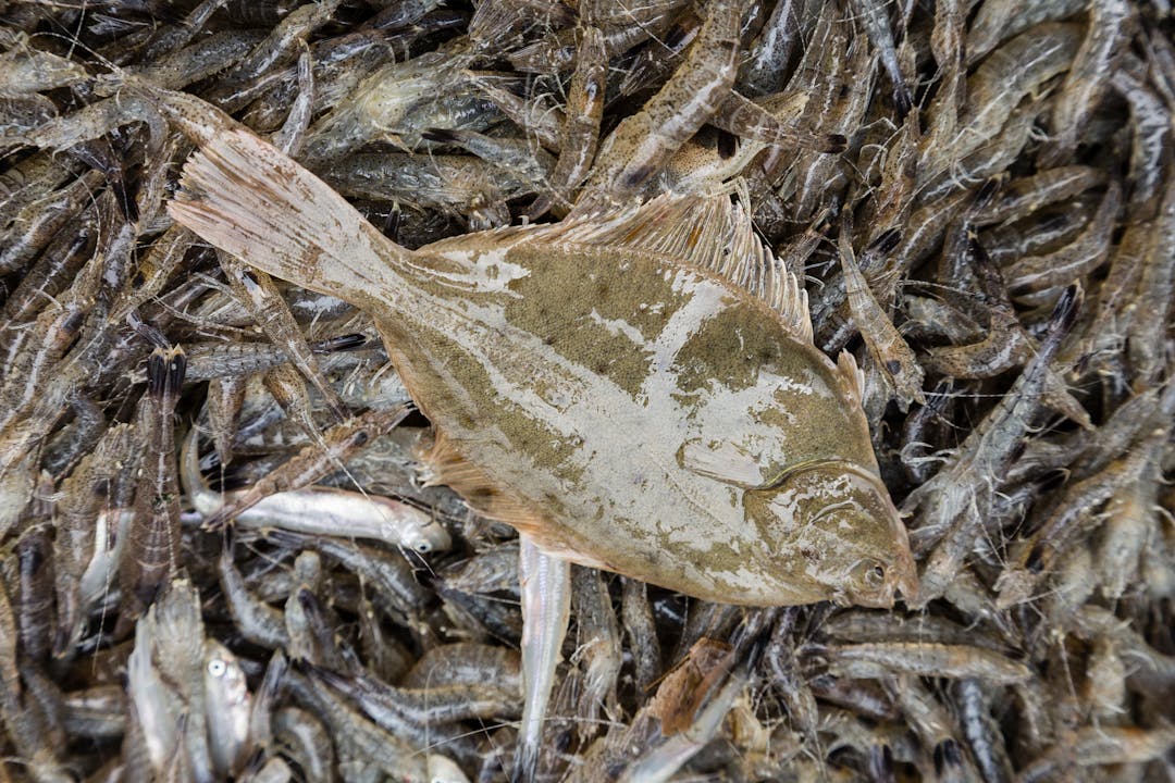 Stop Bottom Trawling in Germany’s Marine Protected Areas