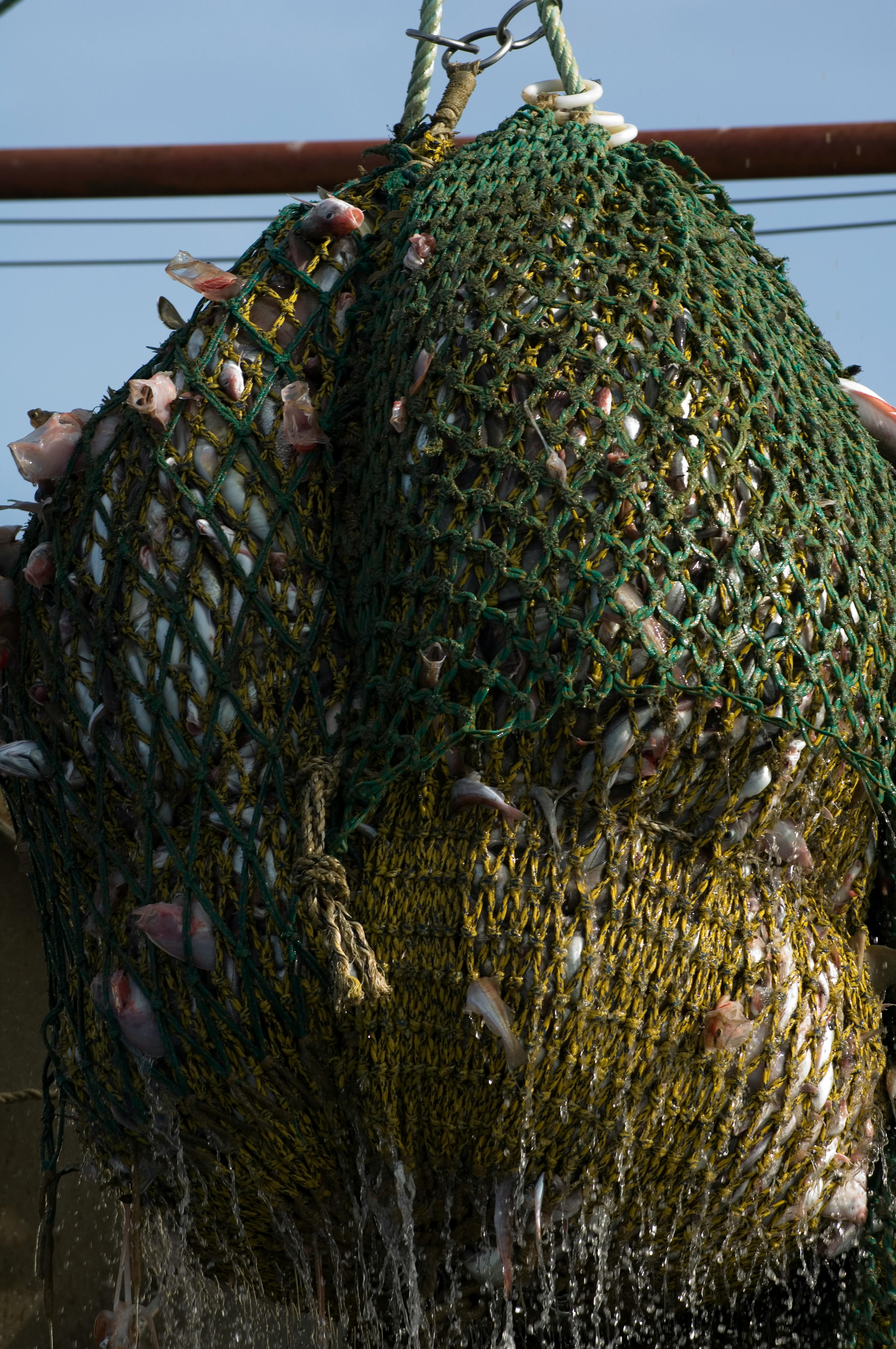 Urge the EU Commission to End Destructive Fishing in Protected Waters