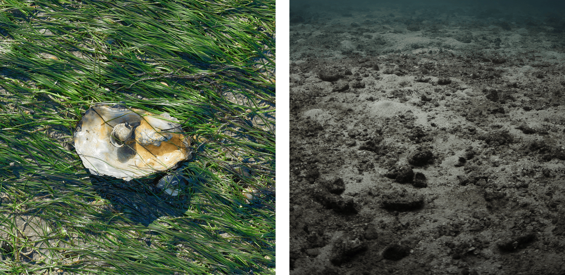Stop Bottom Trawling in Germany’s Marine Protected Areas