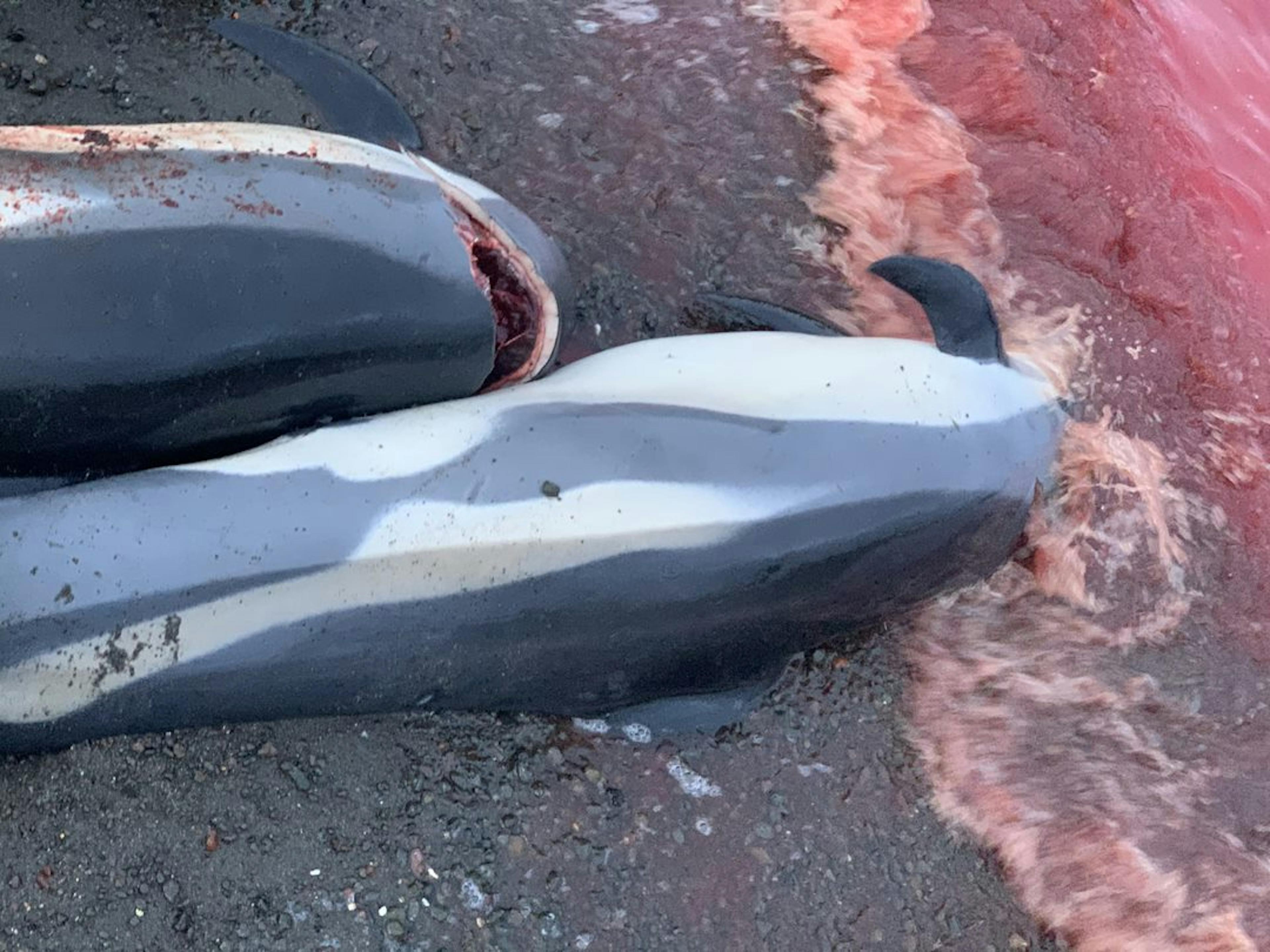 Stop the Cruel Dolphin Hunt in the Faroe Islands