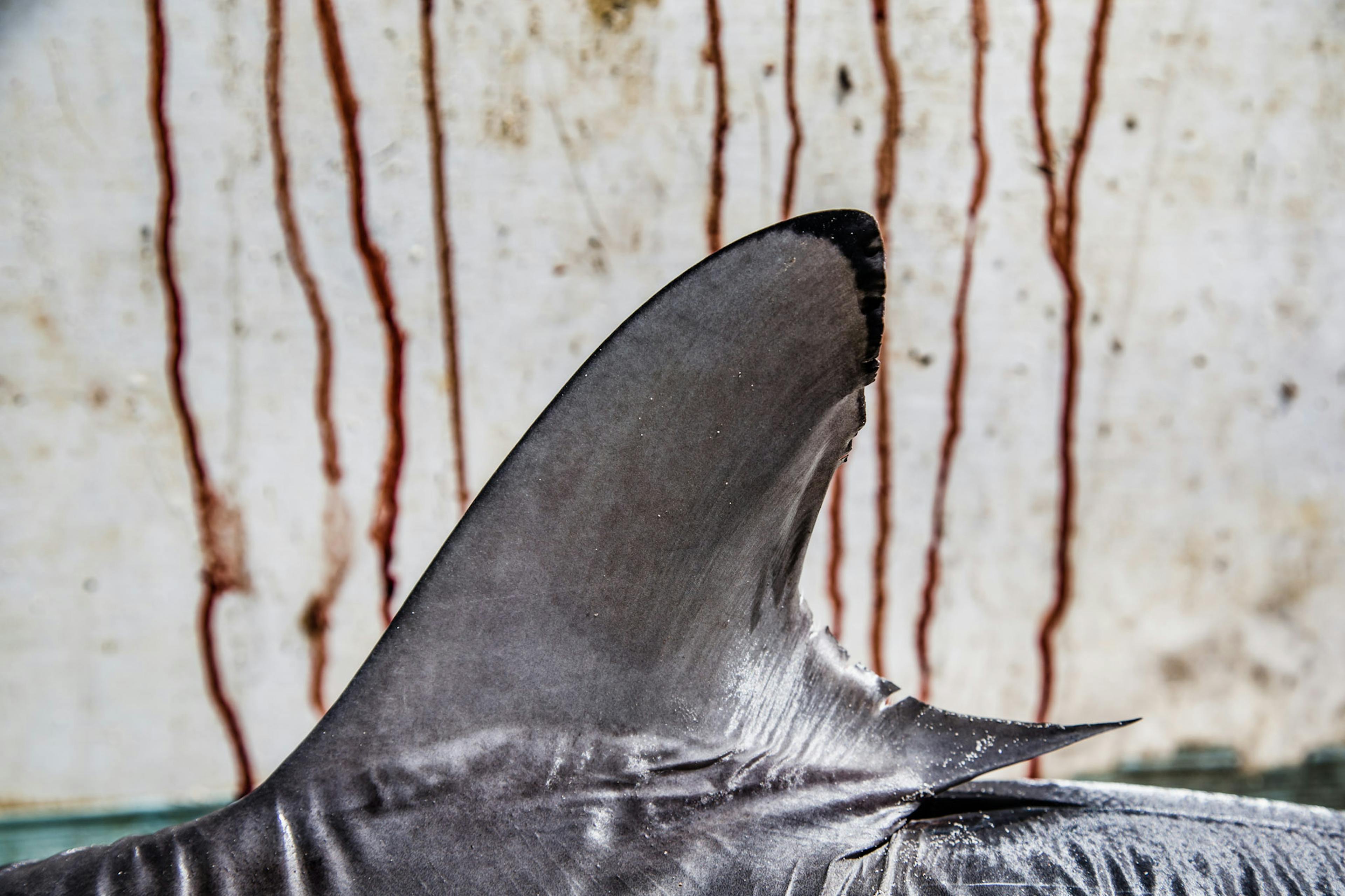 Stop the Overexploitation of Endangered Sharks in the Global Shark Fin ...