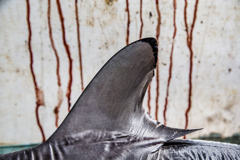 Stop the Overexploitation of Endangered Sharks in the Global Shark Fin ...