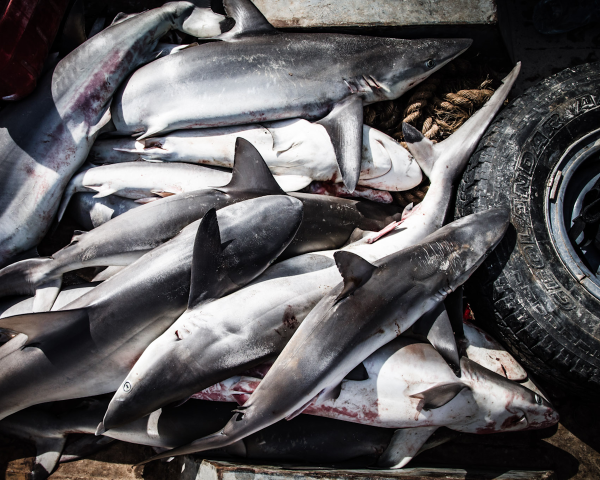 Protect New Zealand's Sharks