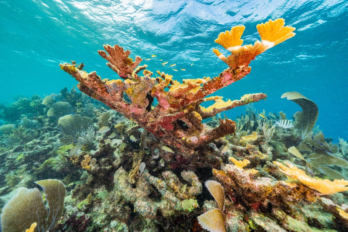 Land of the Shallow Seas