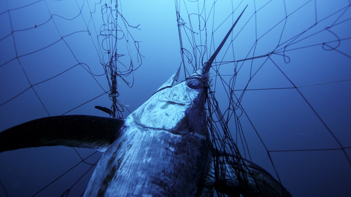 Stop the Deadly Use of Driftnets