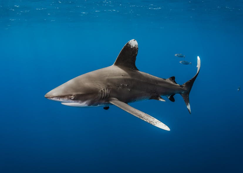 Fisheries & Transparency