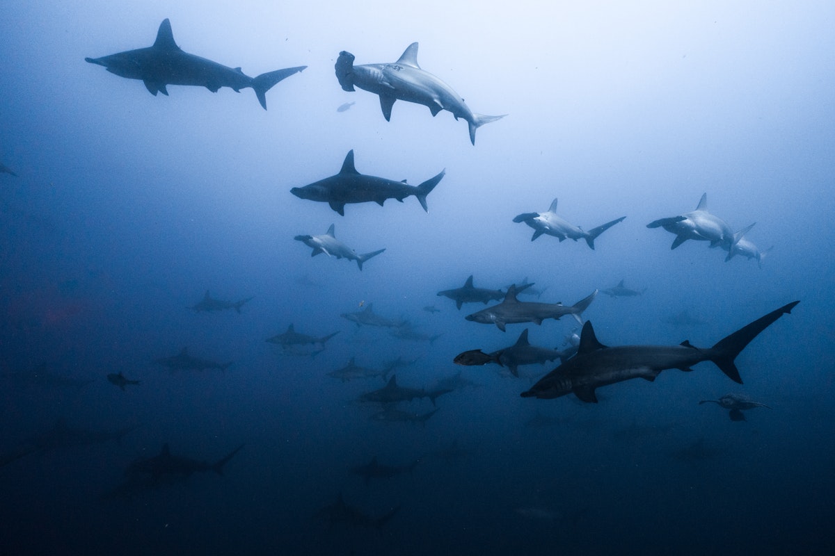 Reasons to save the ocean’s greatest predators