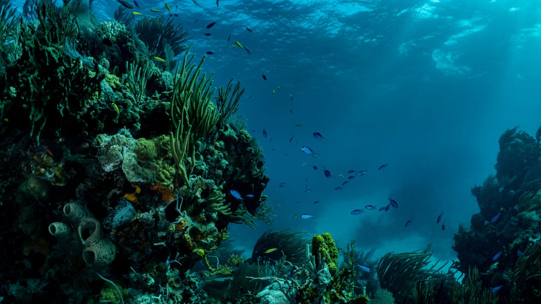 Land of the Shallow Seas