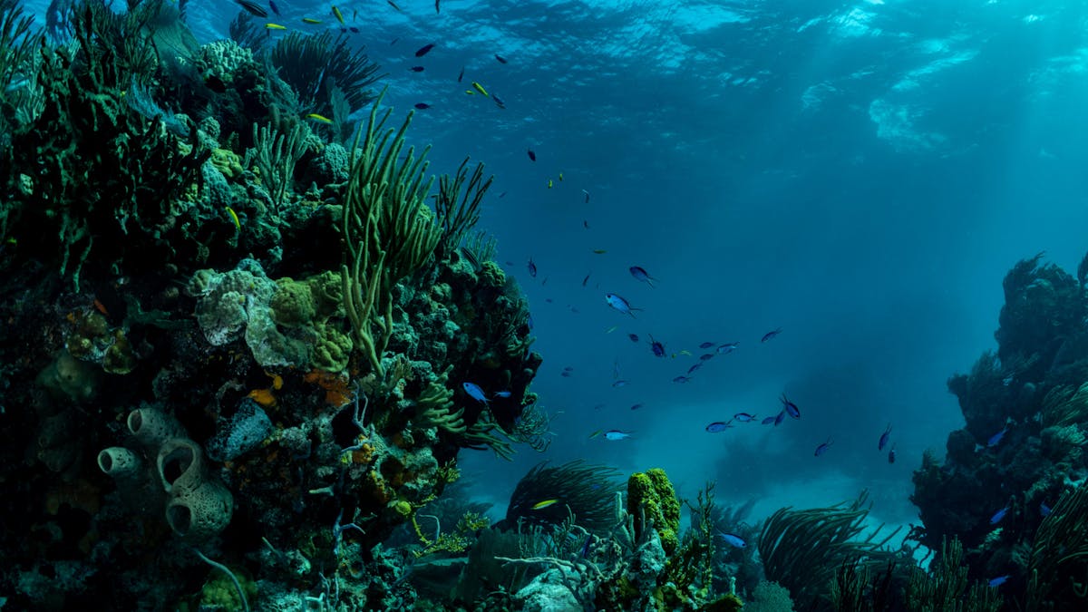 Land of the Shallow Seas