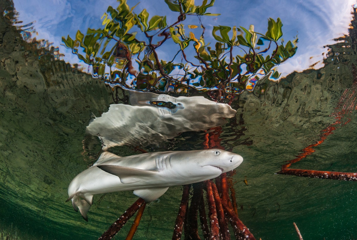 We just launched our biggest campaign yet to protect sharks