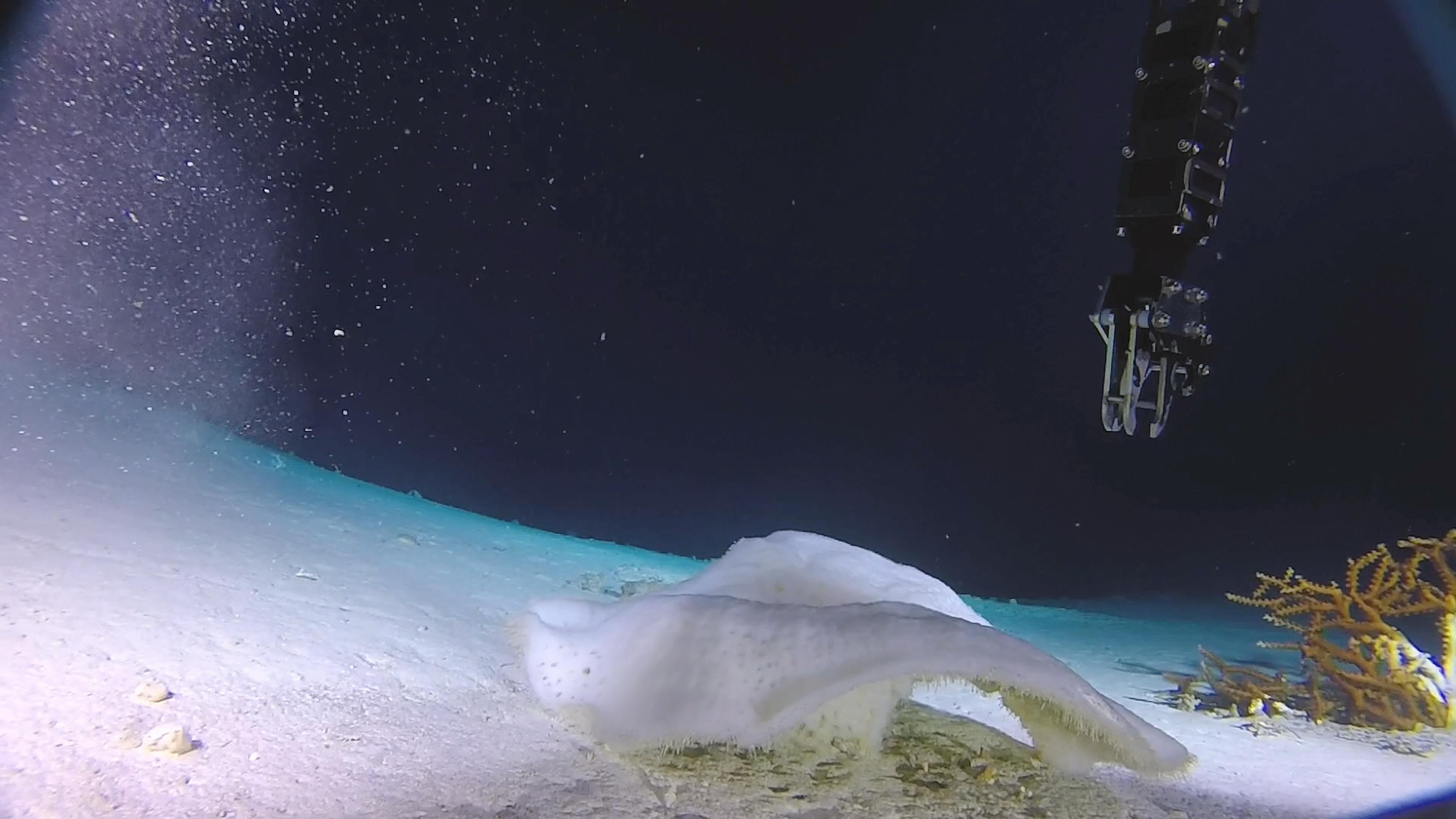 Land of the Shallow Seas