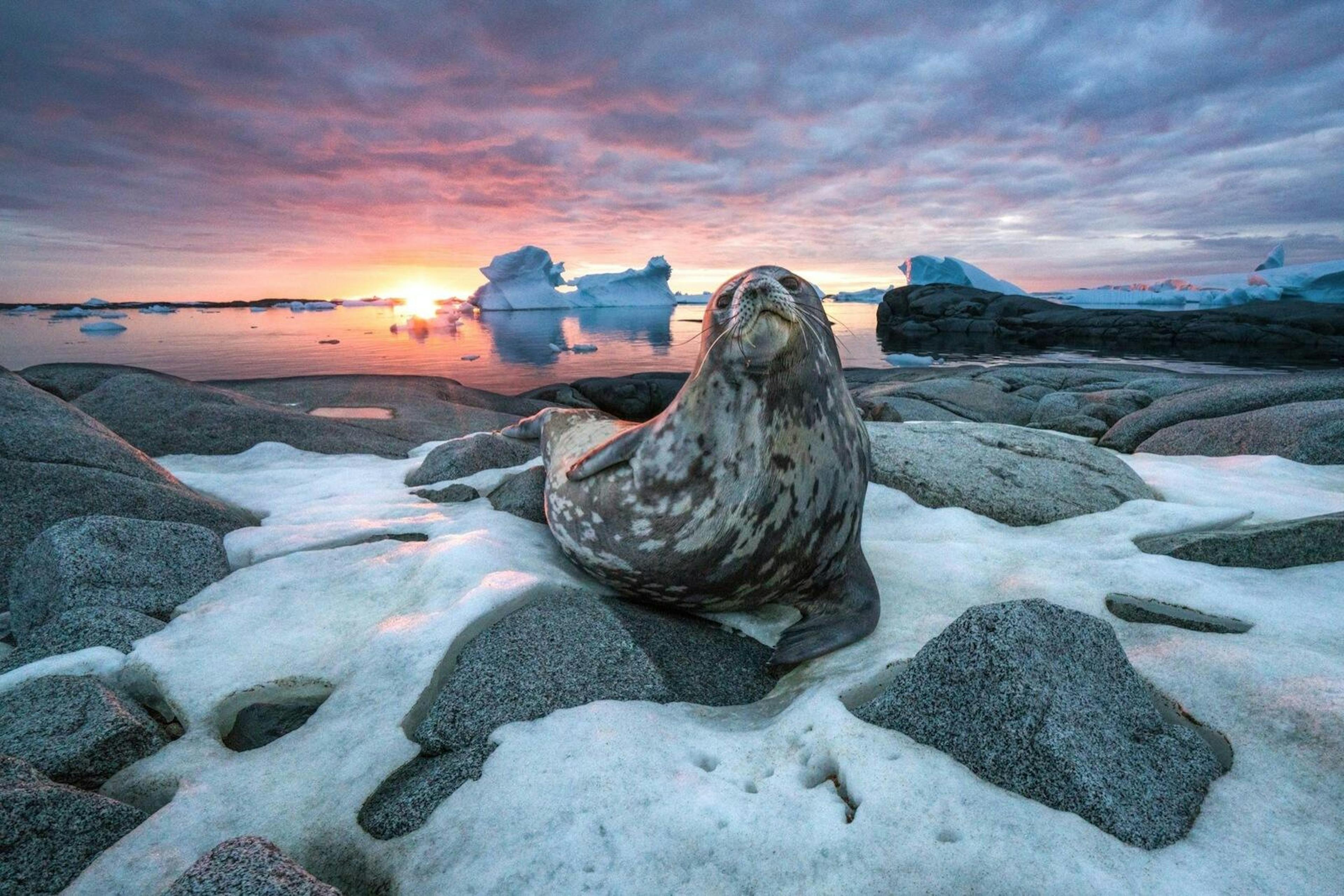 Protect Antarctica to Secure the Largest Act of Ocean Protection in History