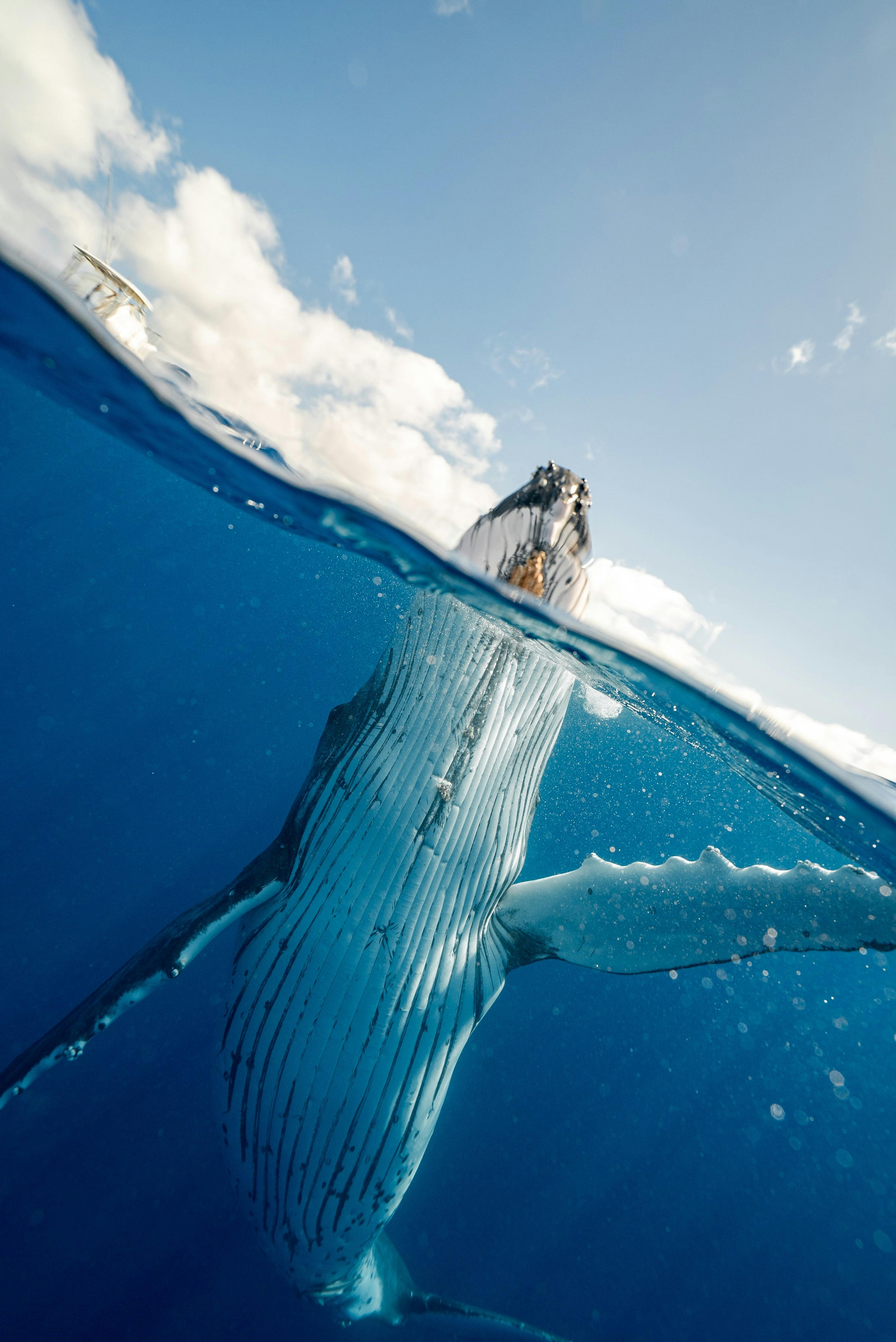 Help restore the ocean and tackle the climate crisis