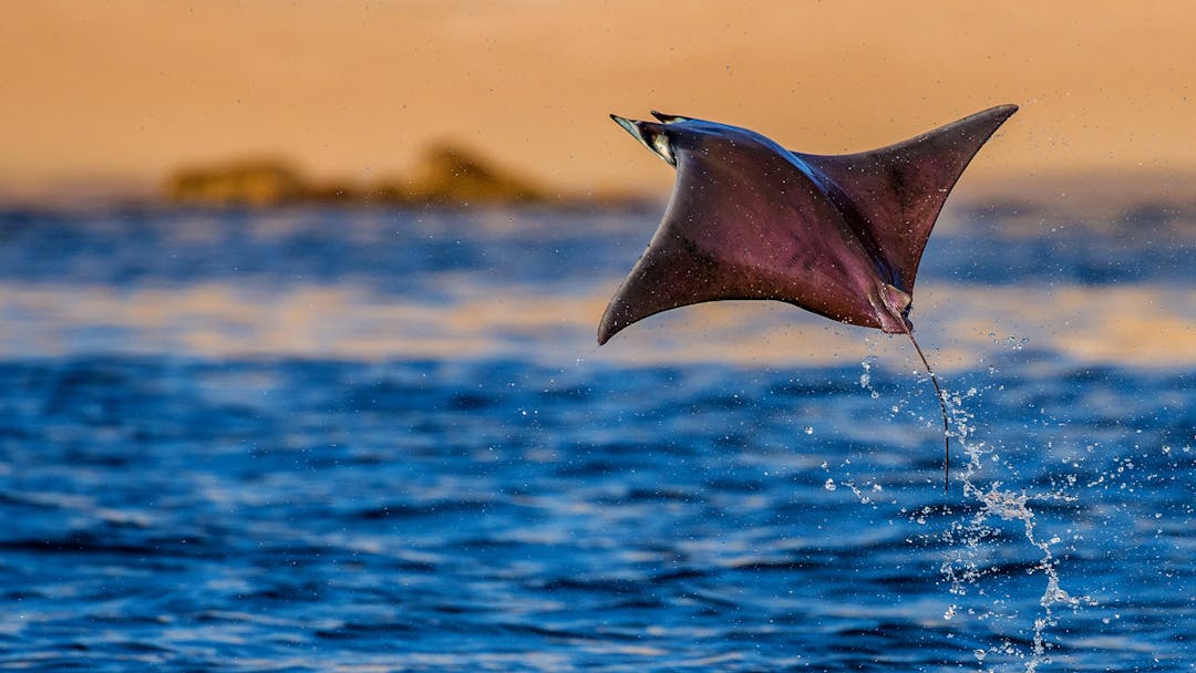 Mobula Rays