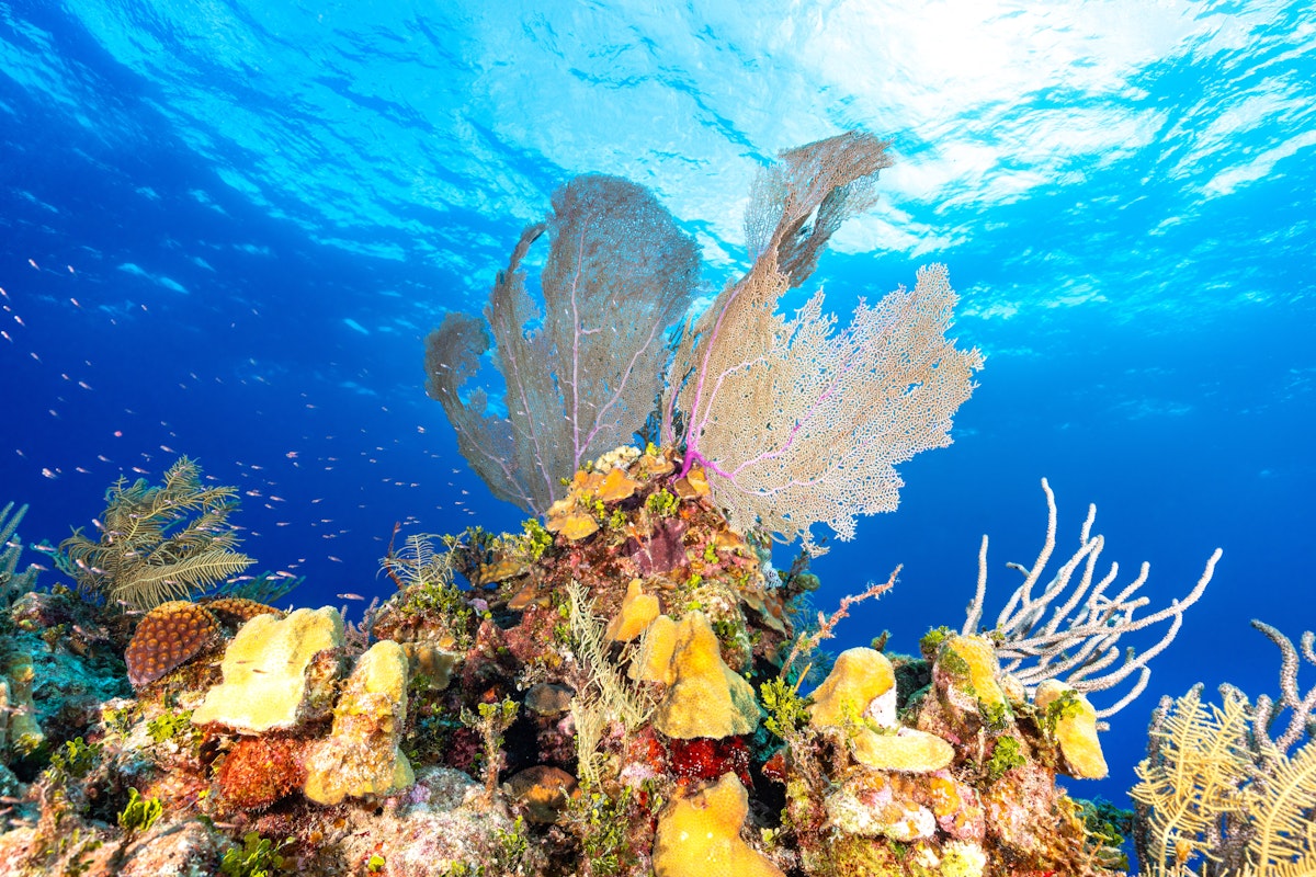 Land of the Shallow Seas