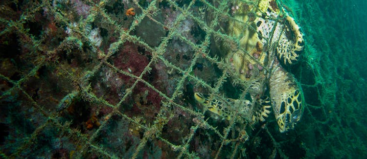 Urge the EU Commission to End Destructive Fishing in Protected Waters