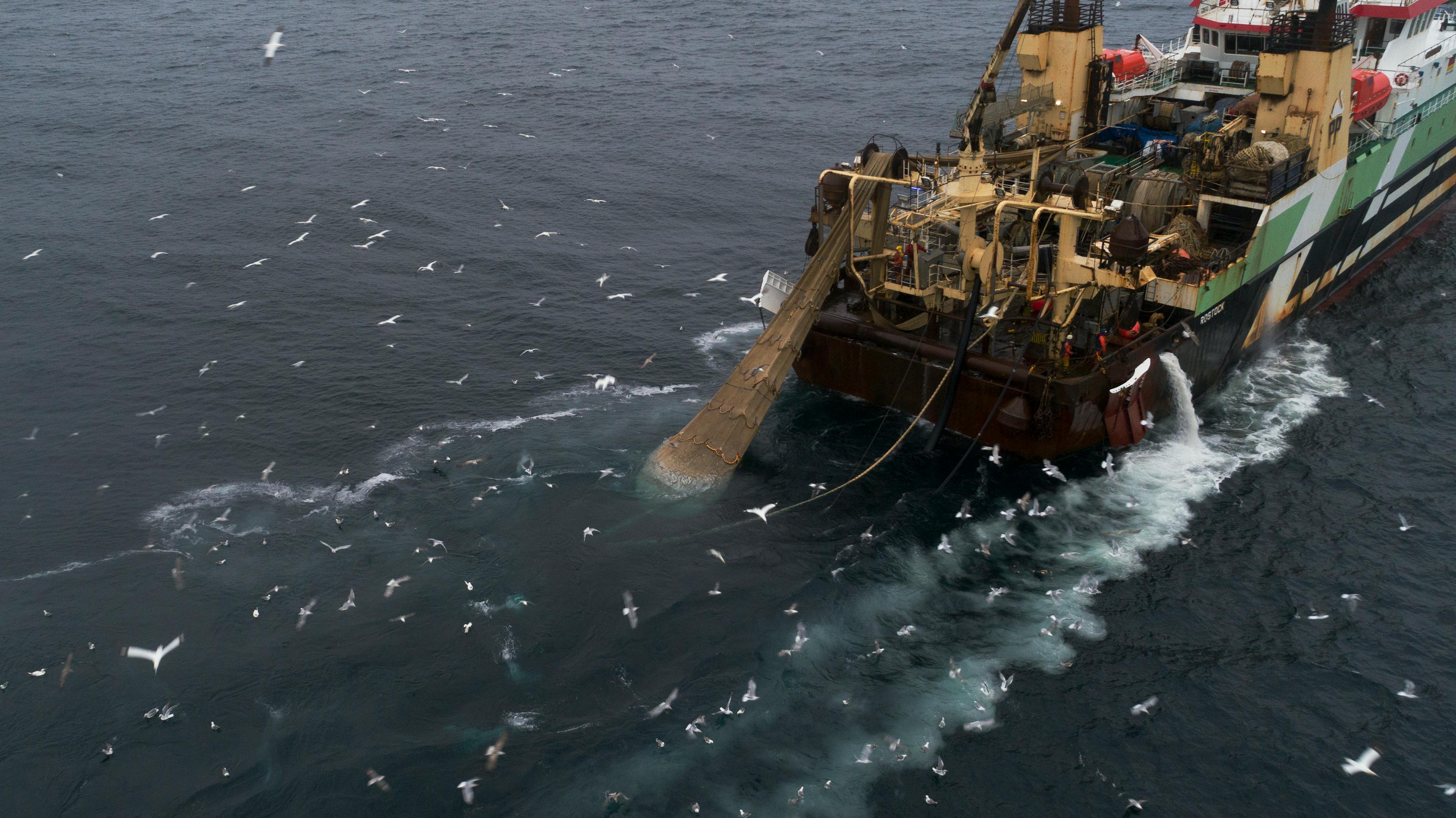 Tell UK Leaders: Ban Bottom Trawling in Marine Protected Areas