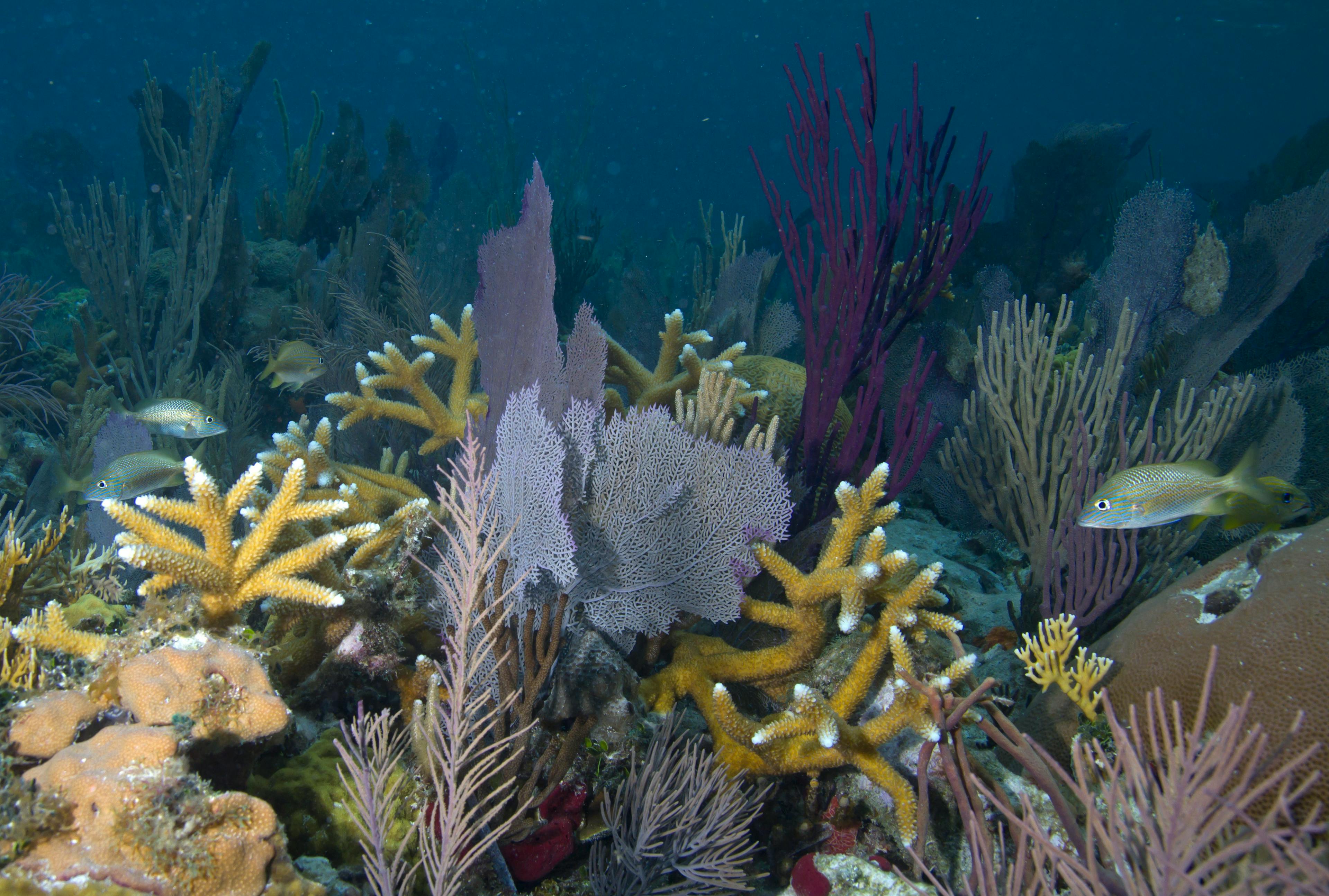 Save Florida's Reef from Reckless Dredging