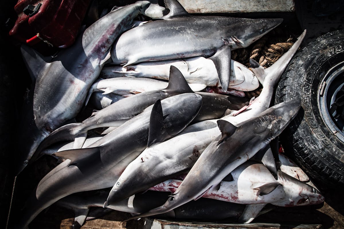 Stop the Overexploitation of Endangered Sharks in the Global Shark Fin ...