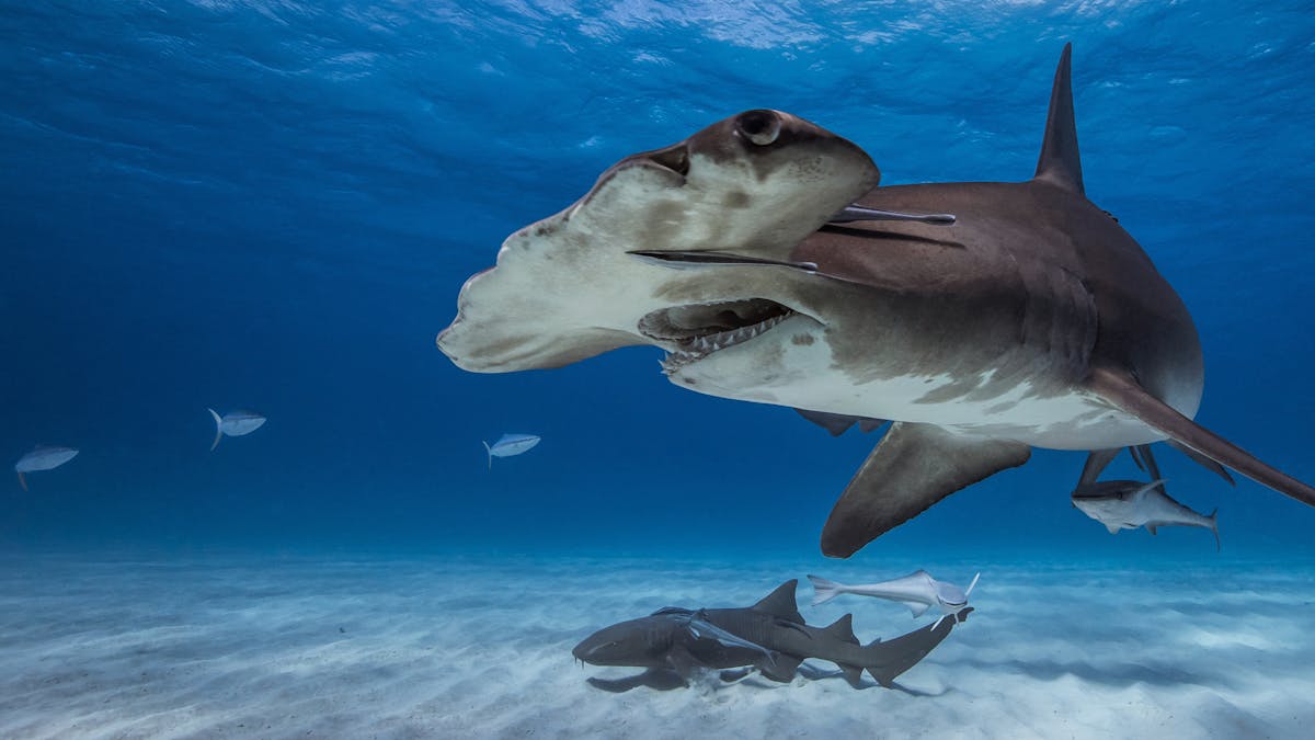 Great Hammerhead Sharks
